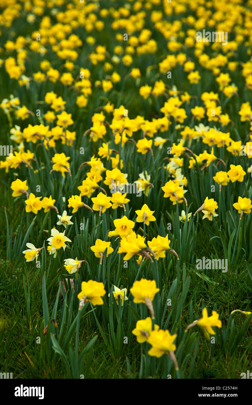 Narrow bulbs hi-res stock photography and images - Alamy