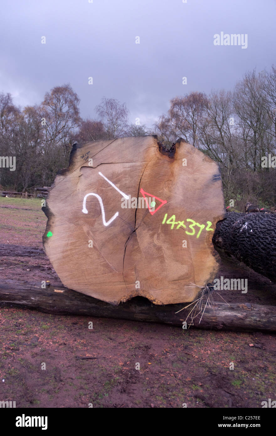 Felled oak tree trunks en-route to a saw mill Stock Photo - Alamy