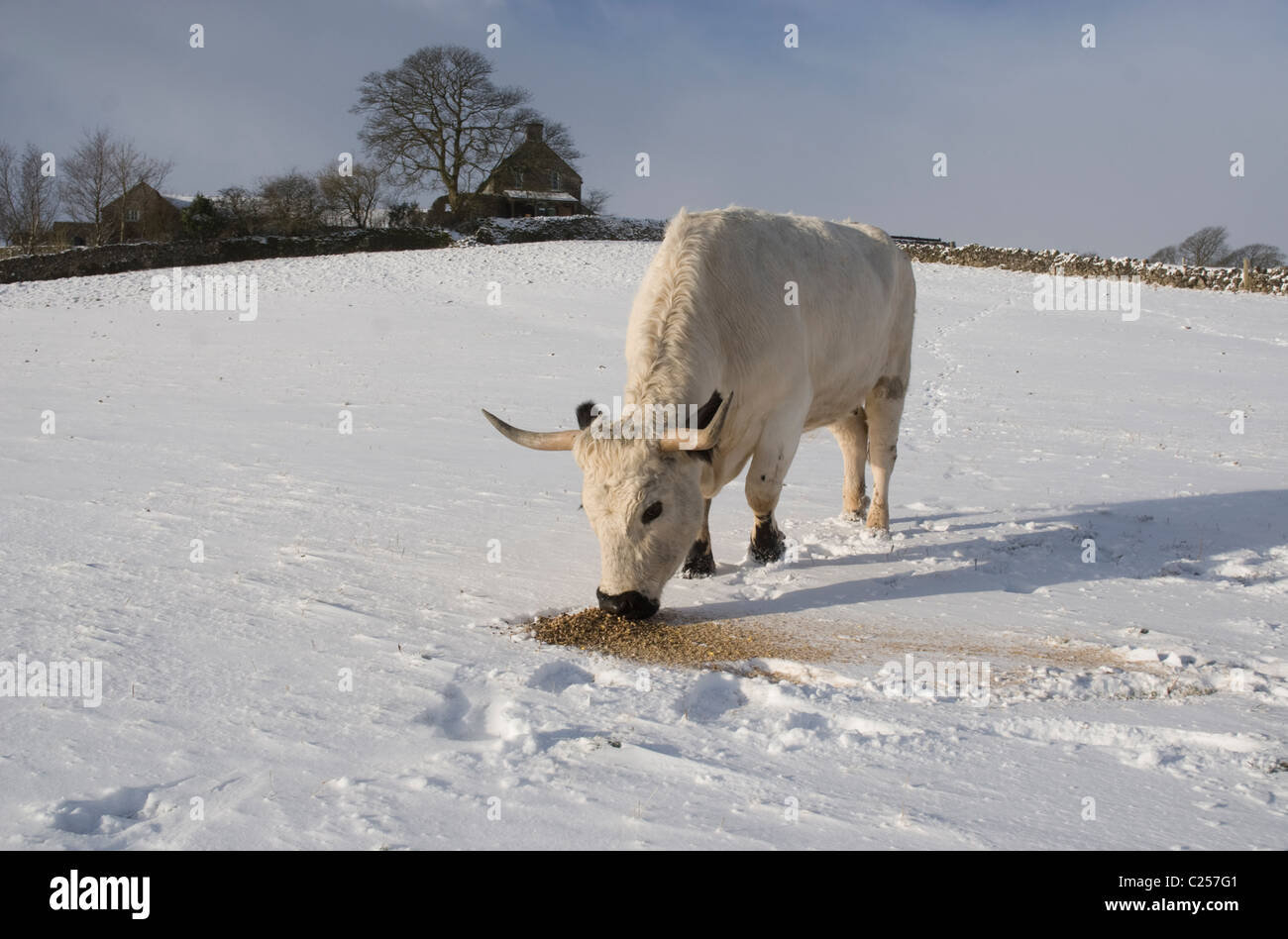Peak district cow hi-res stock photography and images - Alamy