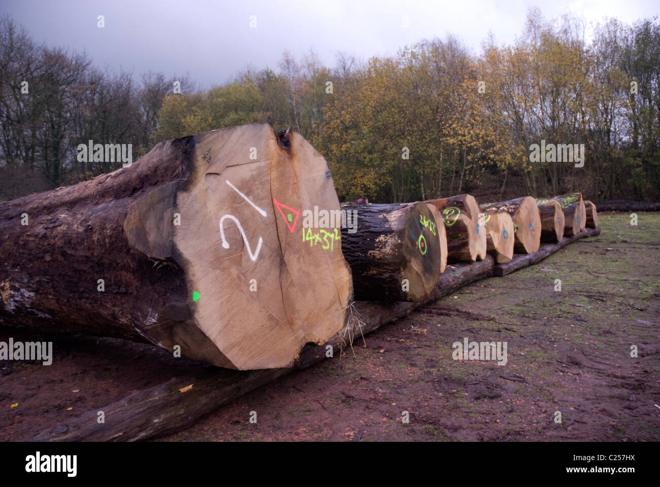 Felled oak tree trunks en-route to a saw mill Stock Photo - Alamy