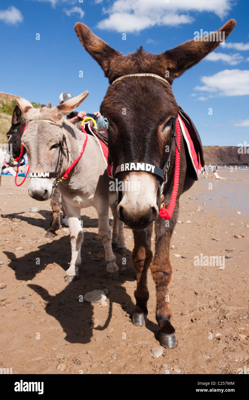 Donkey rides on the beach at Filey, East Yorkshire Stock Photo - Alamy