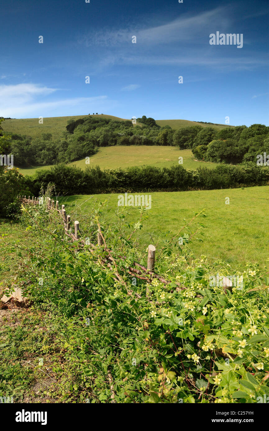 Copice fence Dodling West Sussex Stock Photo - Alamy
