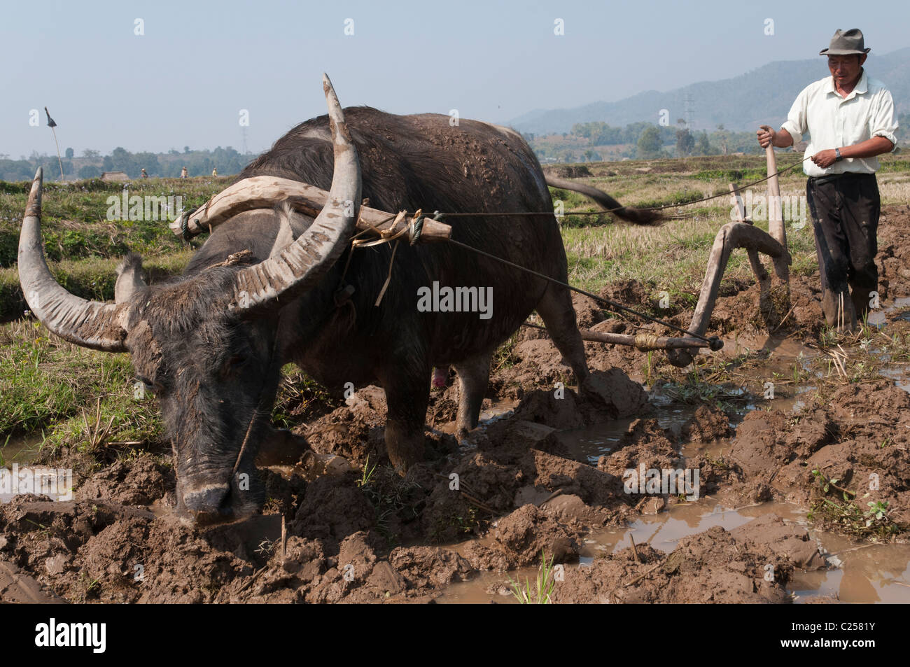 Farmer plowing his paddy with buffalo. Hsipaw. Northern Shan State ...