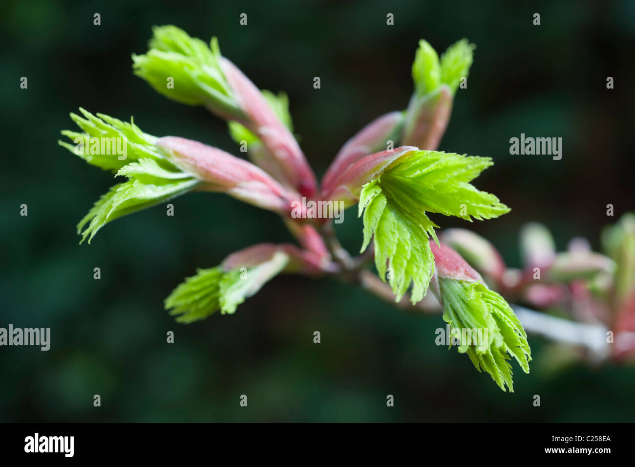 Early spring buds bursting into leaf on a dwarf Acer japonica plant ...