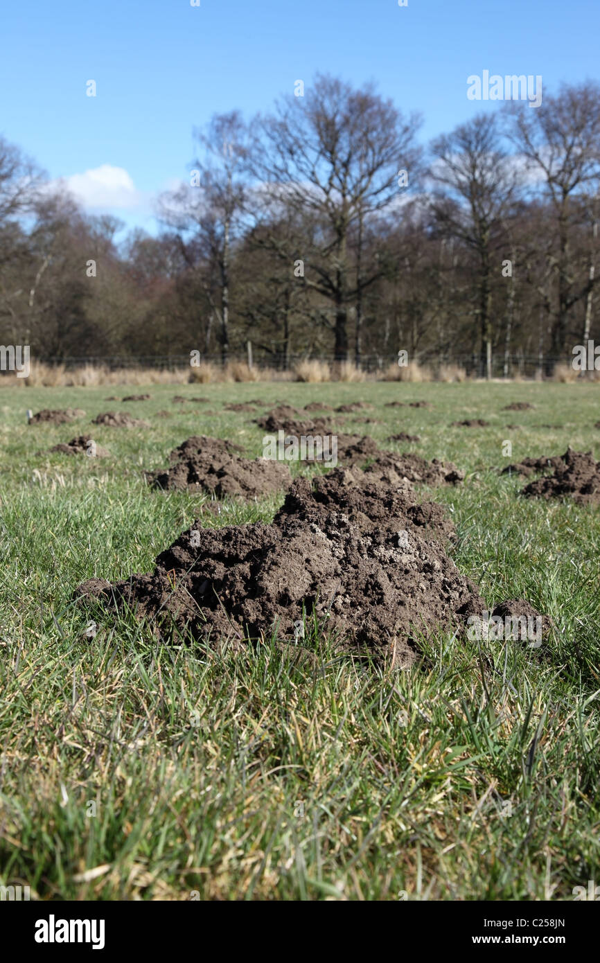 Common mole hi-res stock photography and images - Alamy