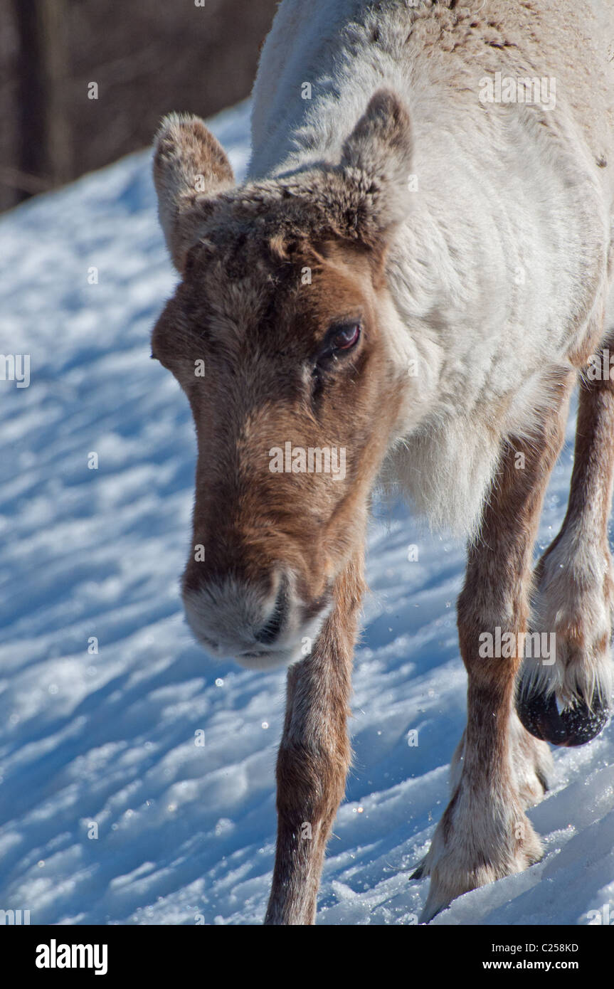 Woodland caribou quebec hi-res stock photography and images - Alamy