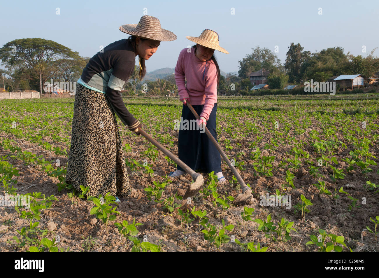 female farmers weeding in a field. Hsipaw. Northern Shan State. Myanmar ...
