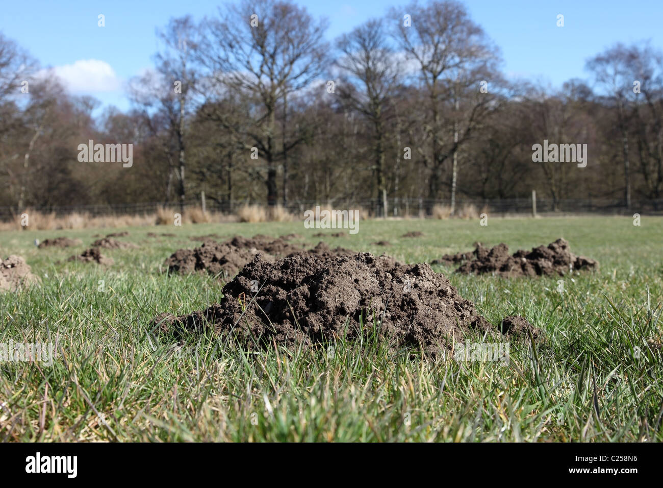 Common mole hi-res stock photography and images - Alamy
