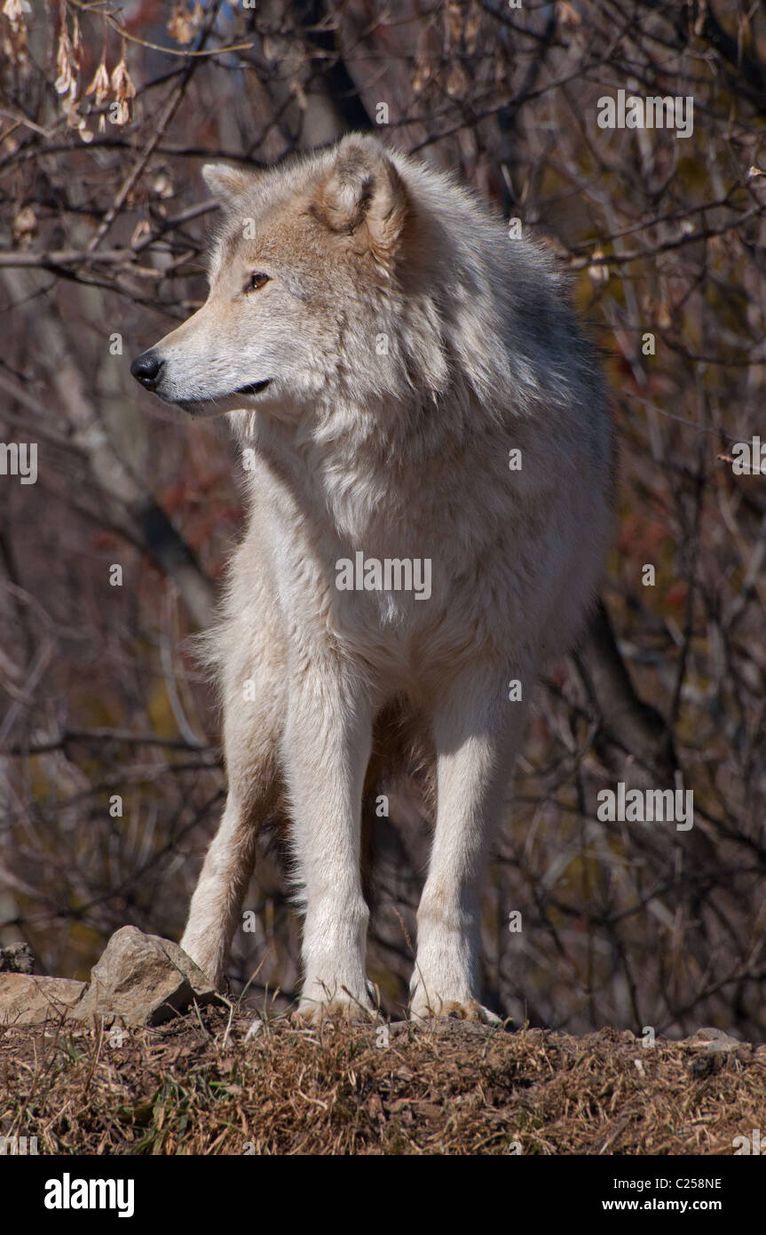 A Timber Wolf stands Stock Photo - Alamy