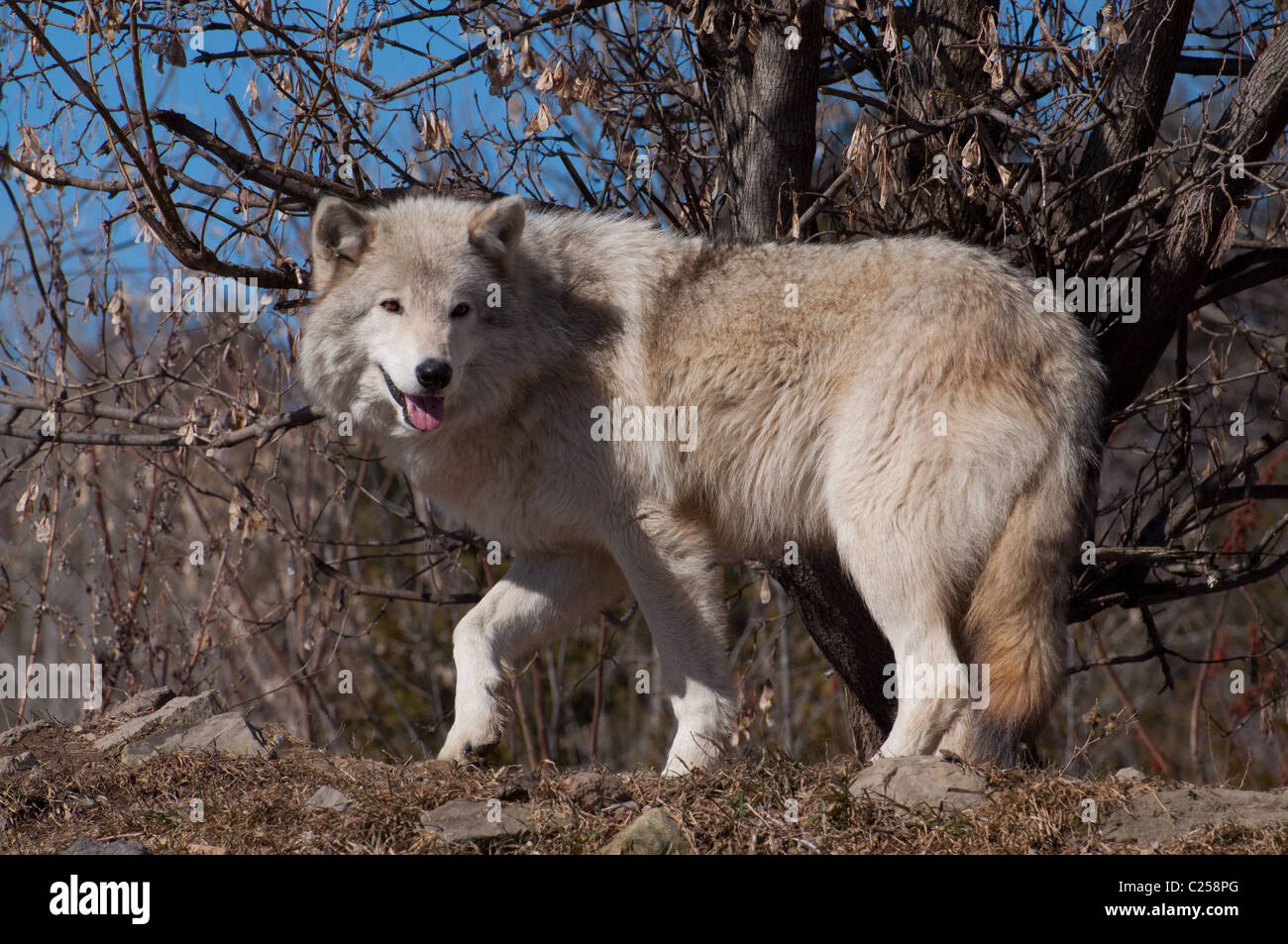 A Timber Wolf on top of the hill in spring Stock Photo - Alamy
