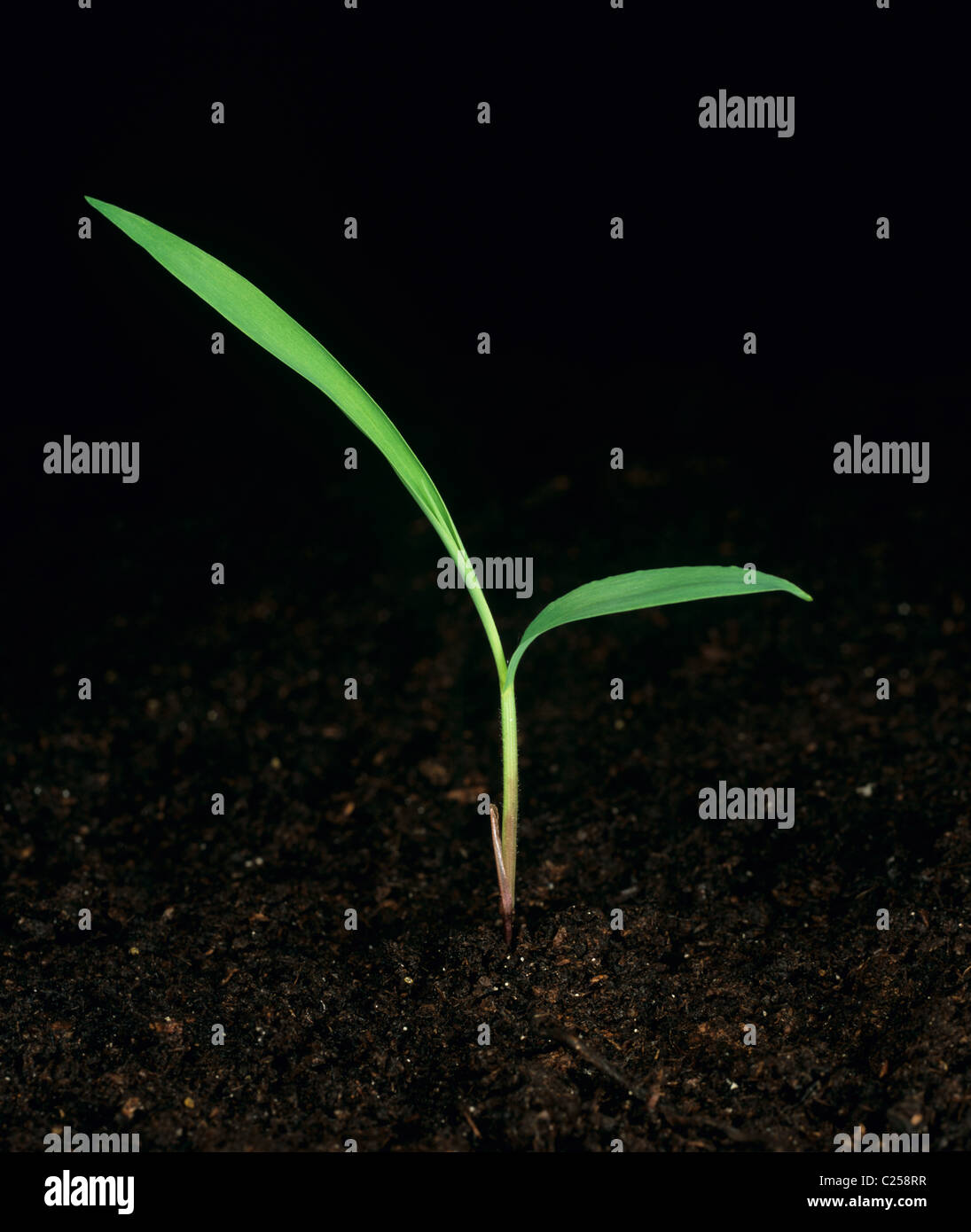 Itchgrass (Rottboellia cochinchinensis) young seedling plant Stock ...