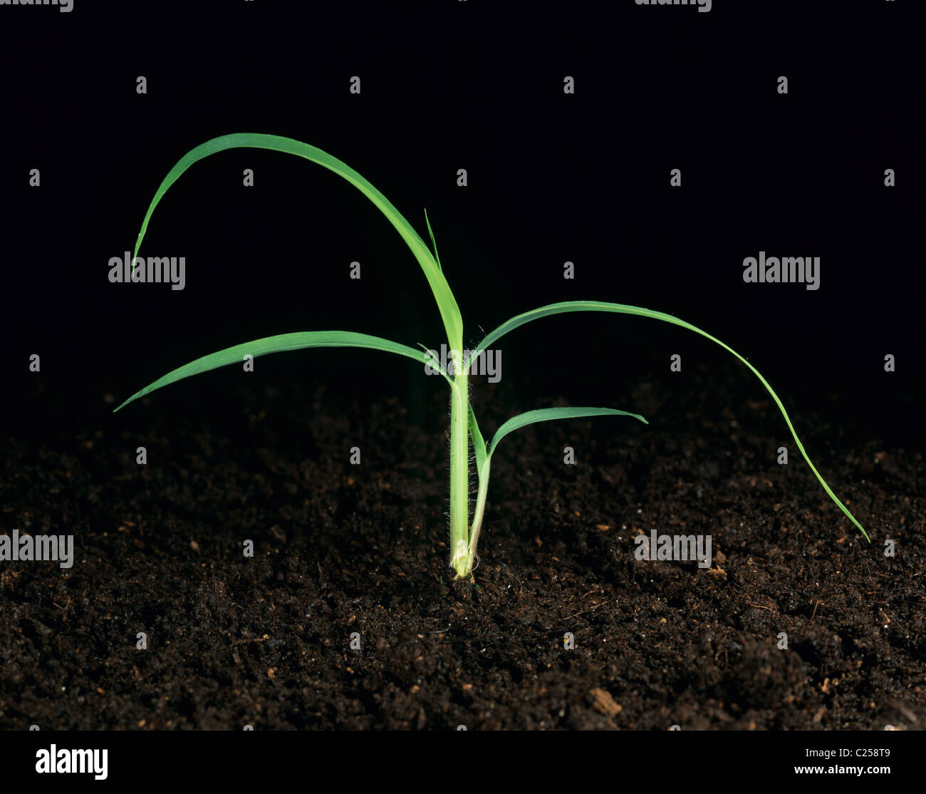 Itchgrass (Rottboellia cochinchinensis) young plant beginning to tiller ...