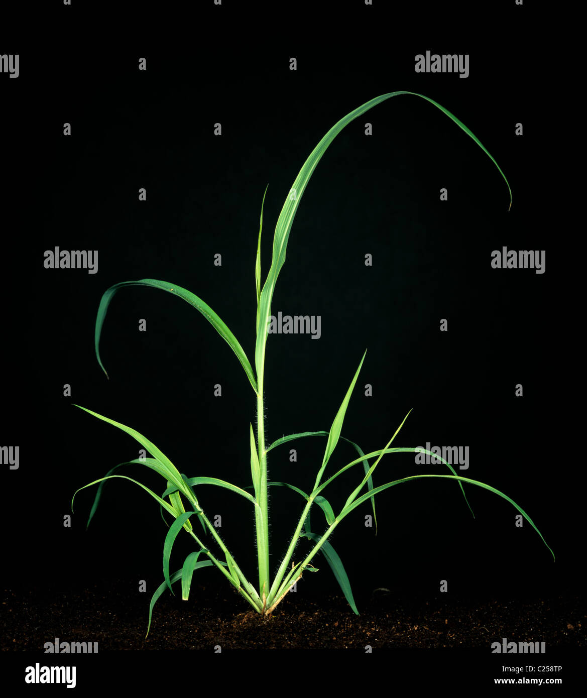 Itchgrass (Rottboellia cochinchinensis) tillering plant Stock Photo - Alamy