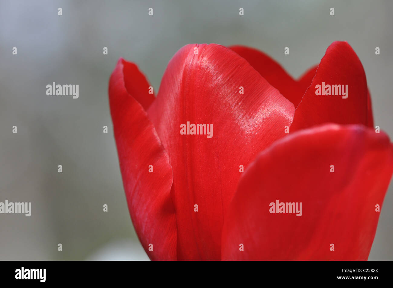 Closeup of a single red tulip in bloom Stock Photo - Alamy