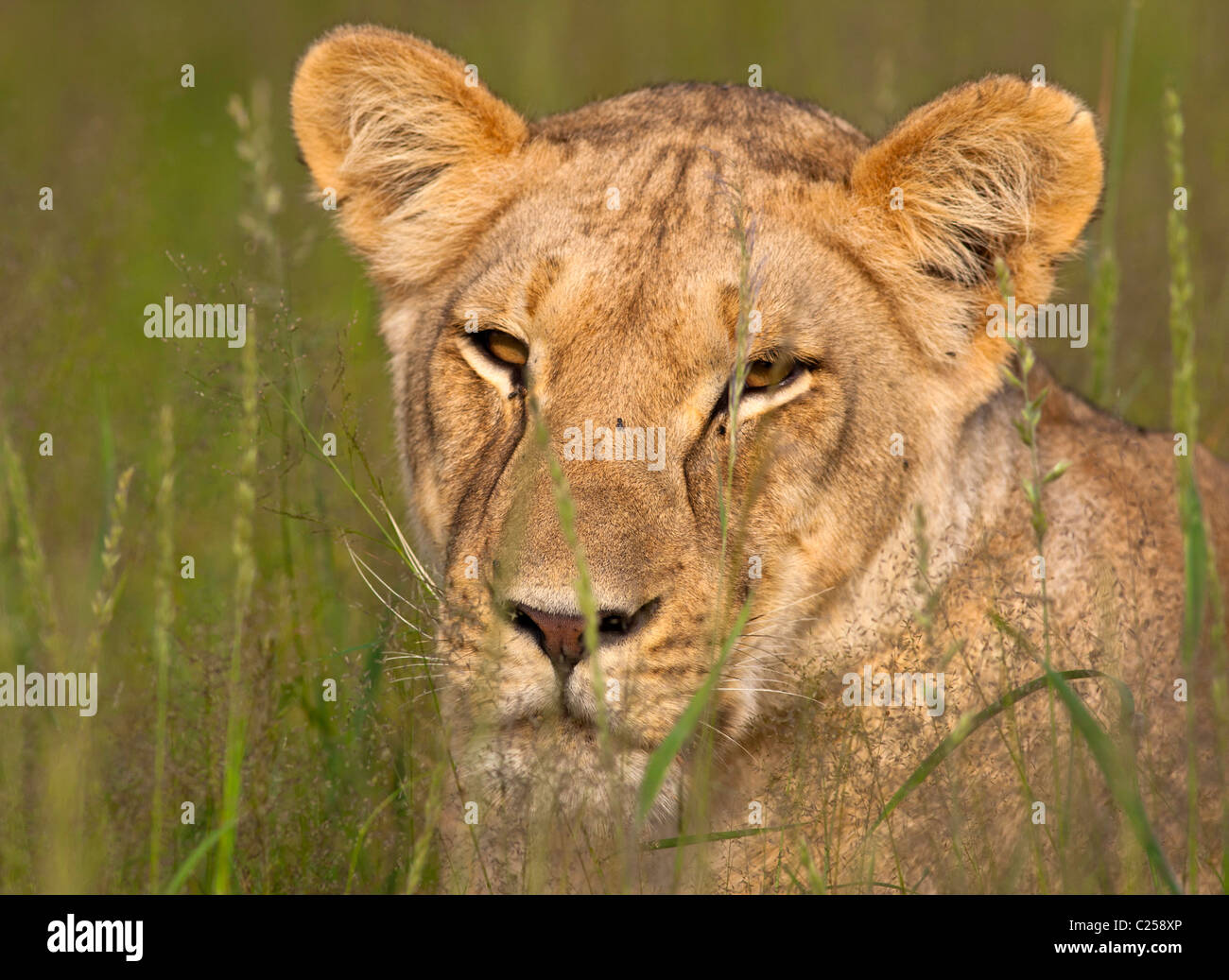 Lioness portrait hi-res stock photography and images - Alamy