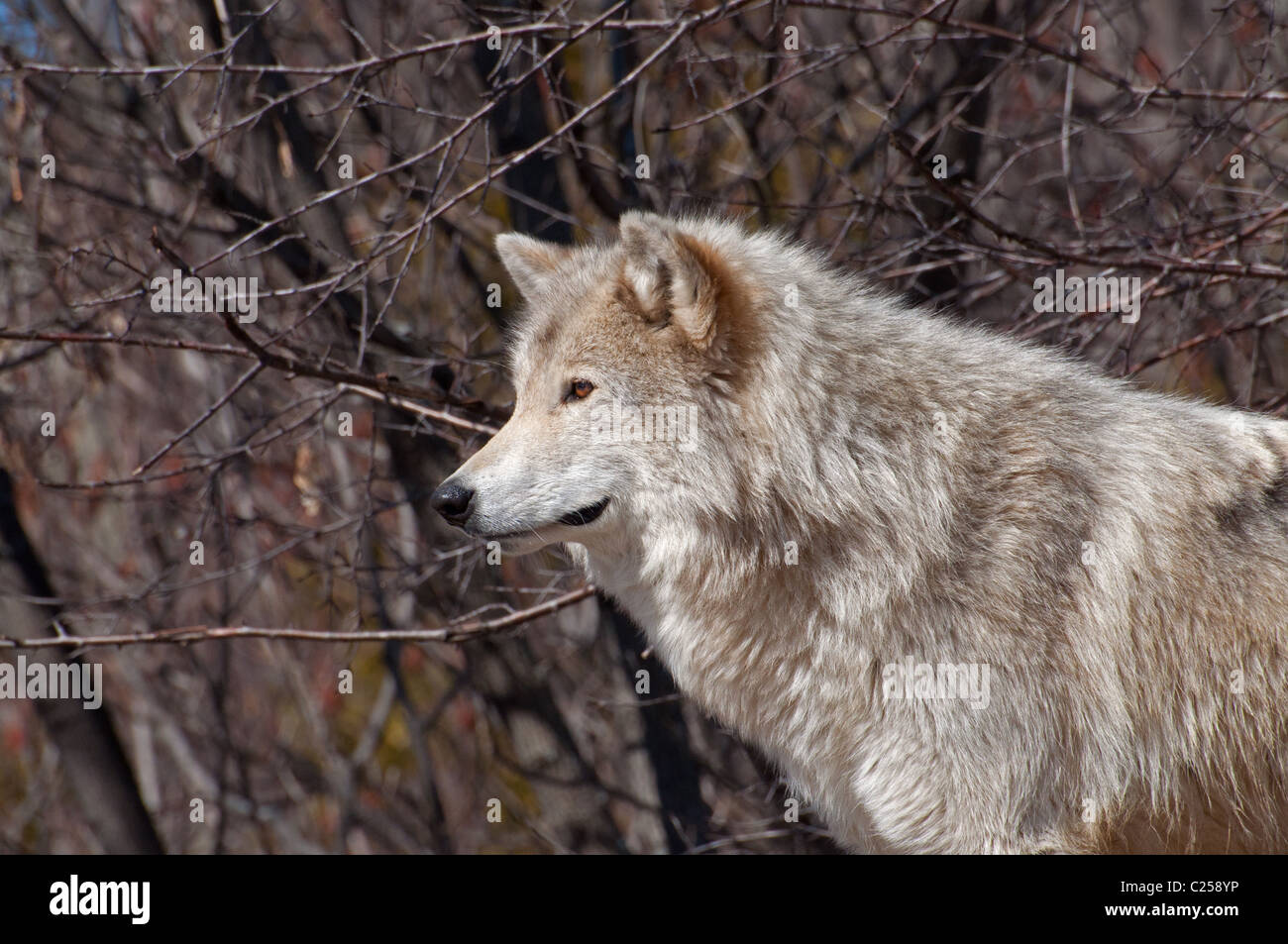 Timber wolf in spring hi-res stock photography and images - Alamy