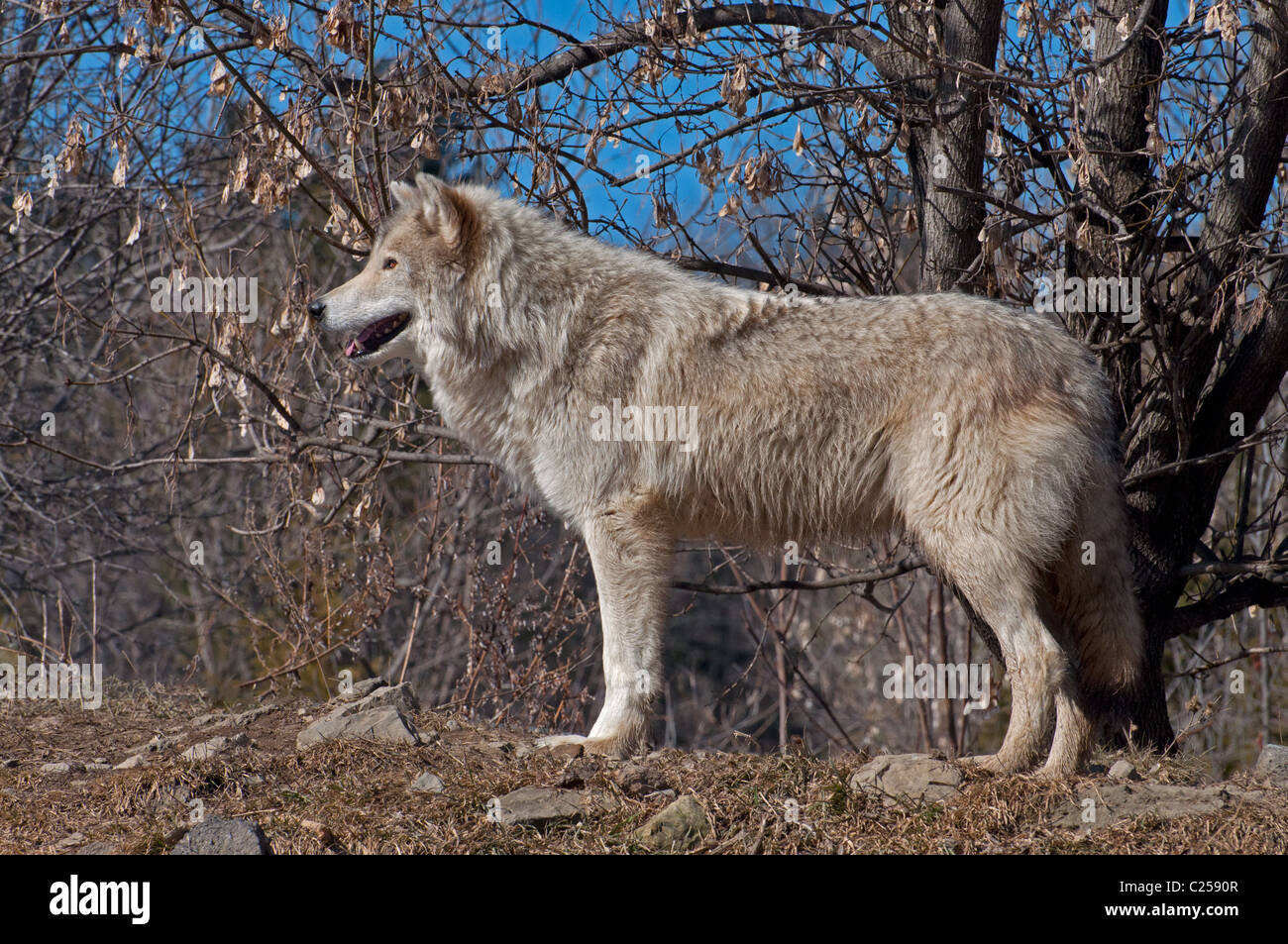 A Timber Wolf stands on top of the hill in spring Stock Photo - Alamy