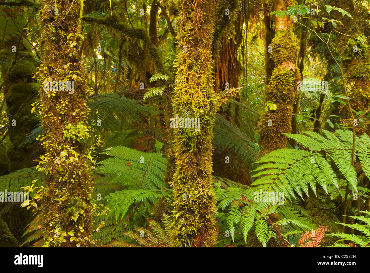 Rainforest rainfall hi-res stock photography and images - Alamy