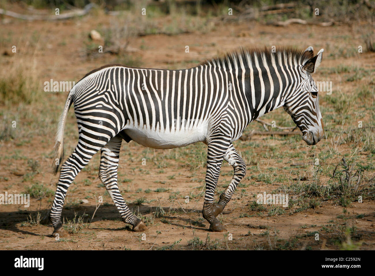 A Grévy's Zebra in the Samburu National Reserve, Kenya Stock Photo - Alamy