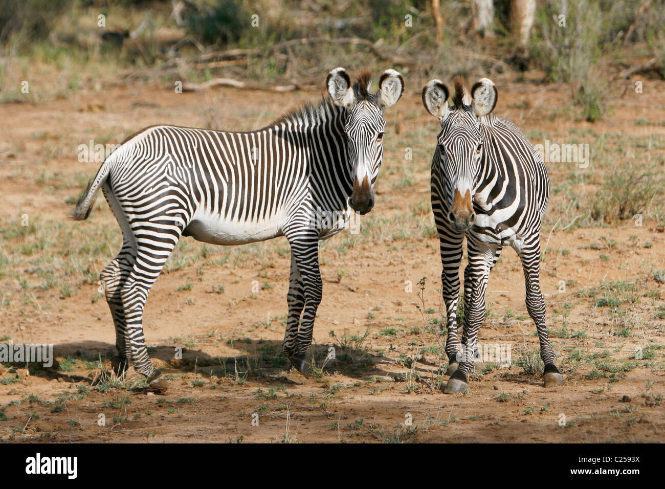 Two Grévy's Zebra in the Samburu National Reserve, Kenya Stock Photo ...