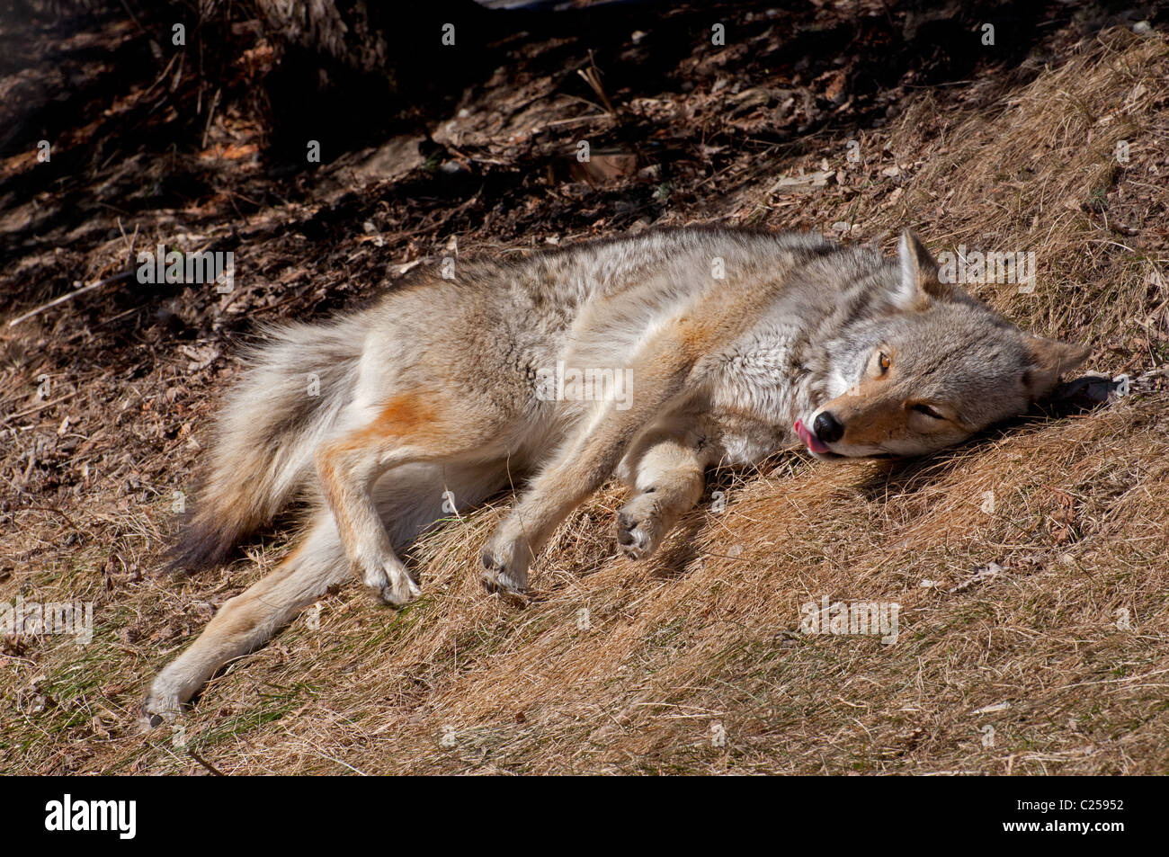 A Coyote rests in the warm spring sun Stock Photo - Alamy