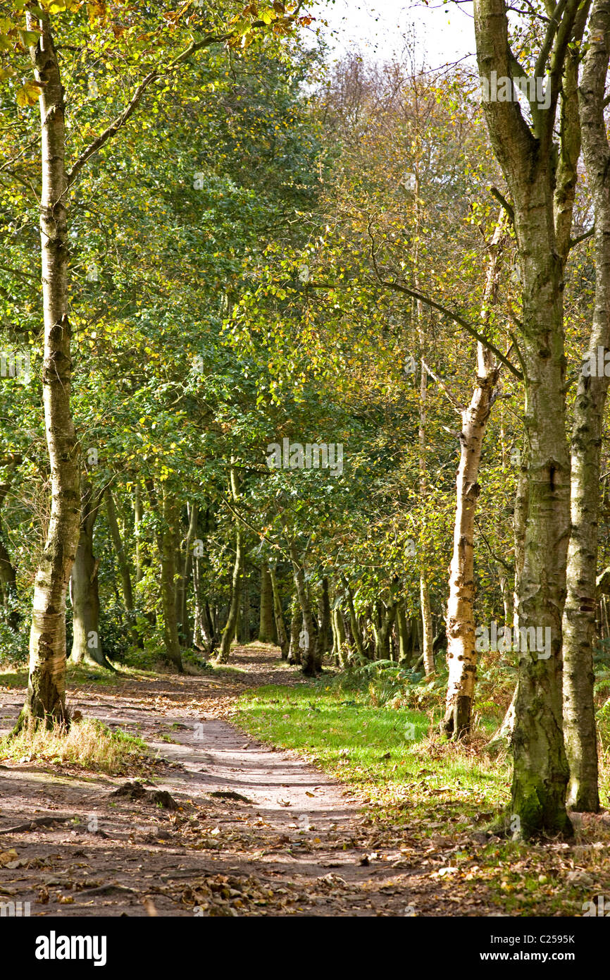 Alder marsh hi-res stock photography and images - Alamy