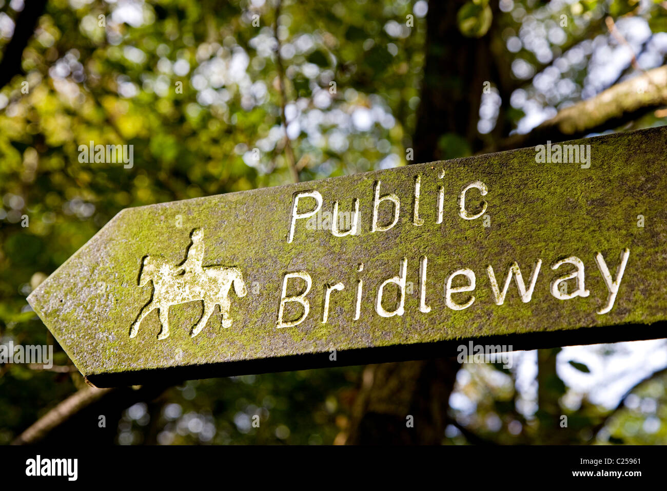 Alder marsh forest hi-res stock photography and images - Alamy