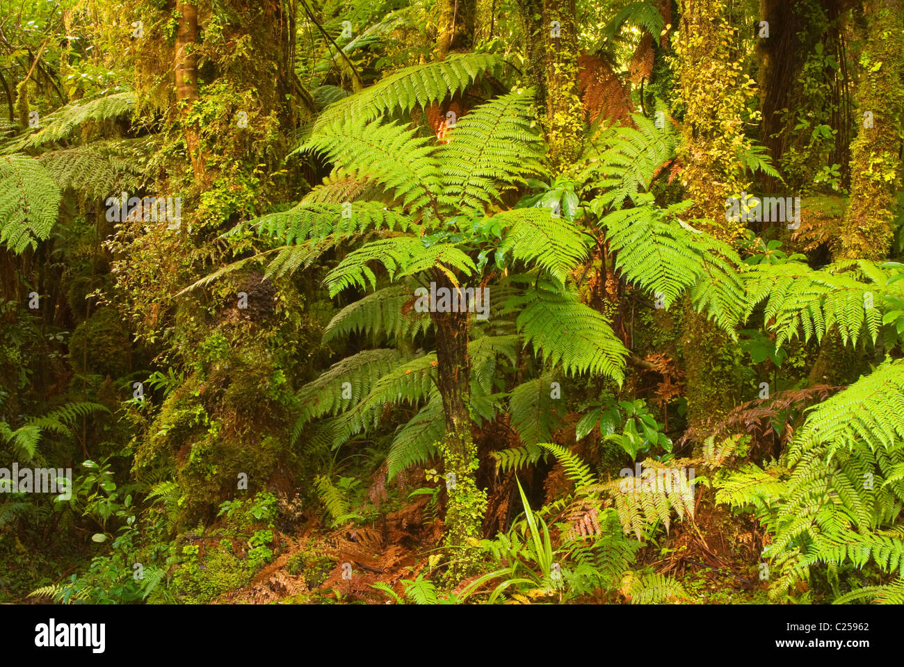 Temperate rainforest near fox glacier hi-res stock photography and ...