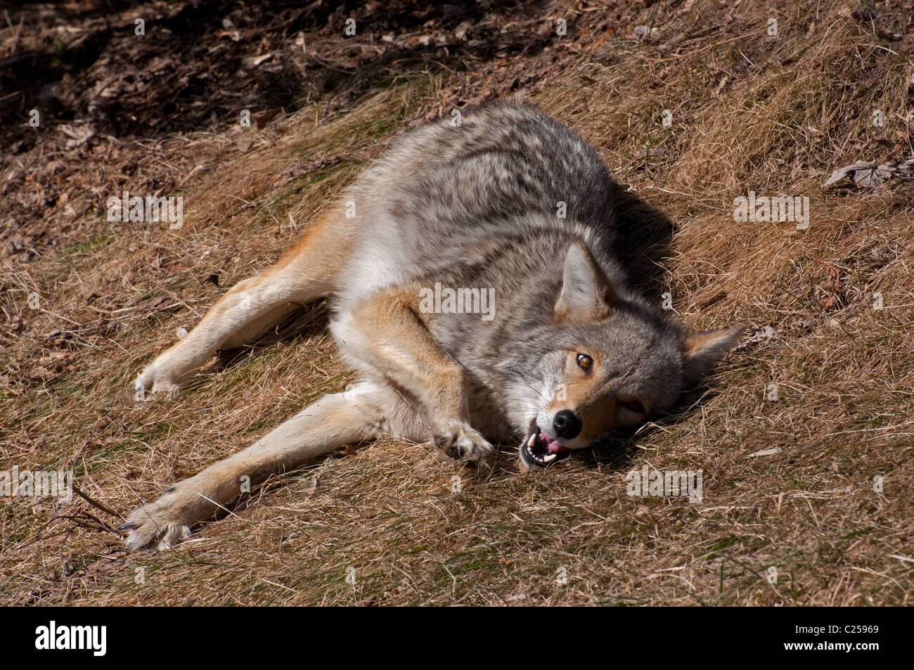 A Coyote rests in the warm spring sun Stock Photo - Alamy