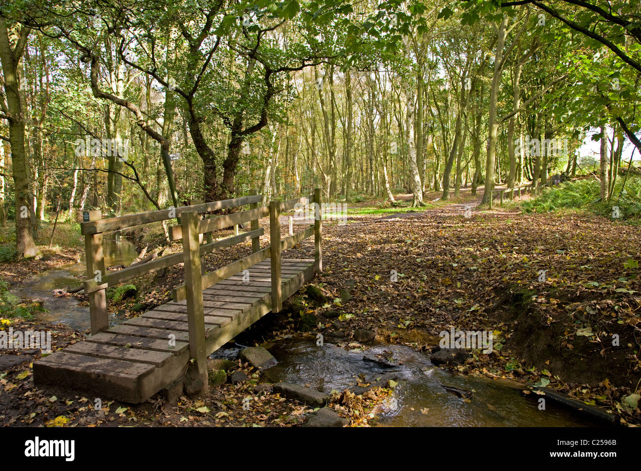 Alder marsh forest hi-res stock photography and images - Alamy