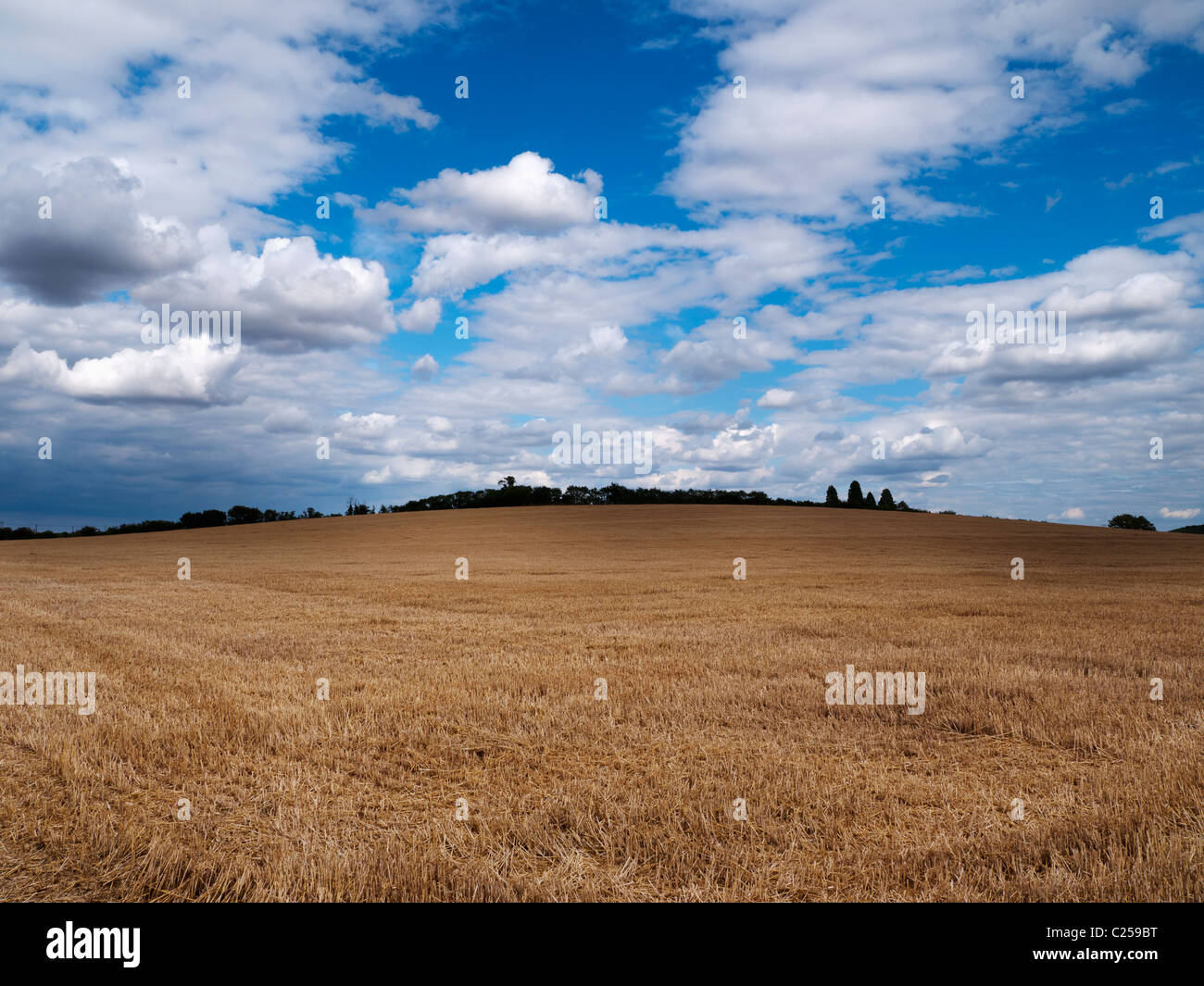 Crops of wheat hi-res stock photography and images - Alamy