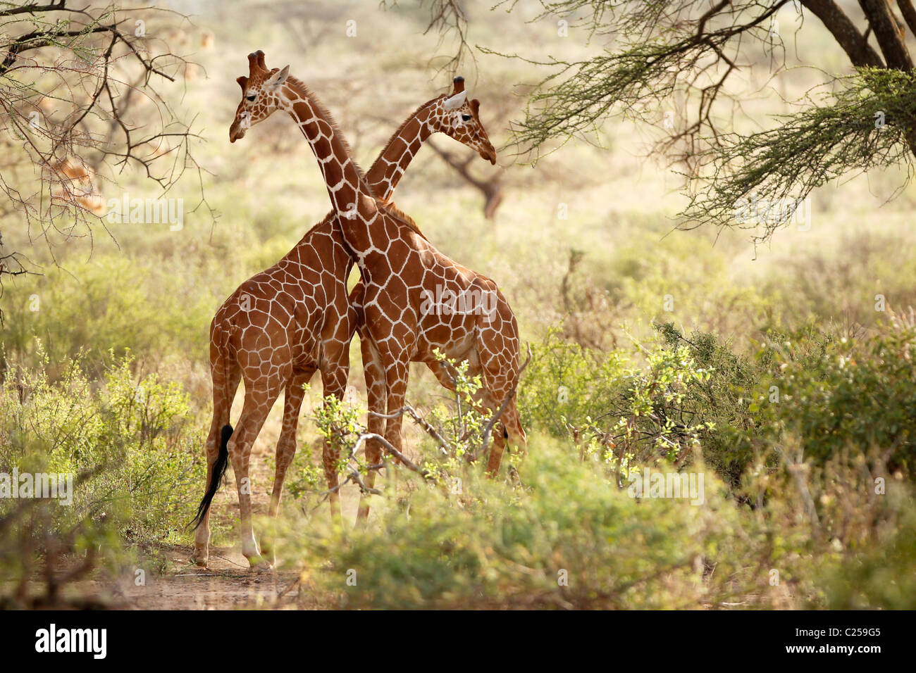 Two Reticulated Giraffes being affectionate with each other Stock Photo ...