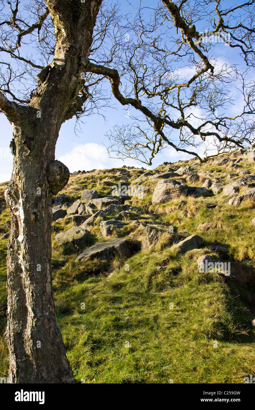 The Bronte Way towards Top Withins Stock Photo - Alamy