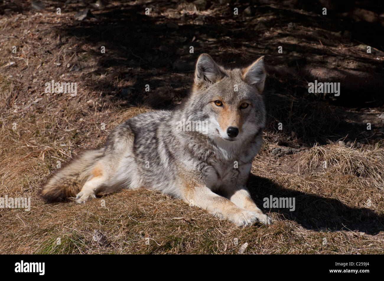 A Coyote rests in the warm spring sun Stock Photo - Alamy