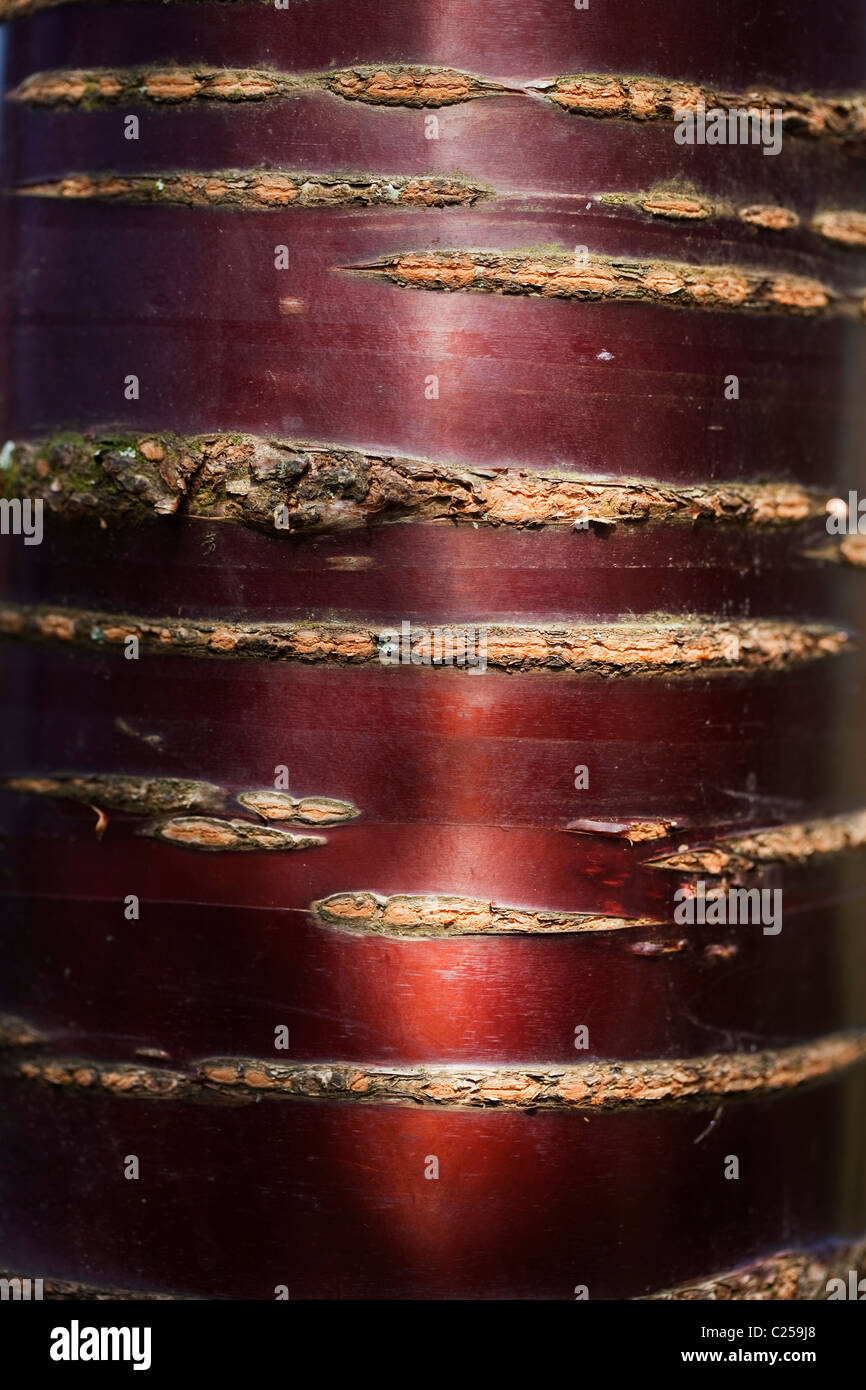 Prunus Serrula Tree Bark Stock Photos & Prunus Serrula Tree Bark Stock ...