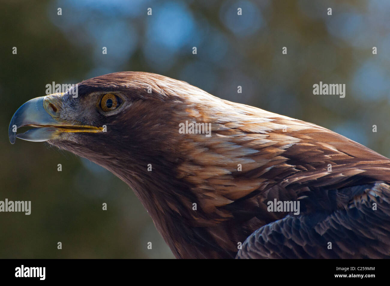 Screaming eagle hi-res stock photography and images - Alamy