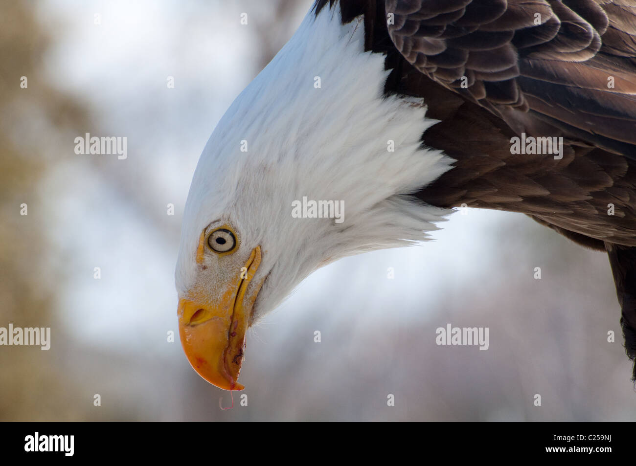 Close-up of a feeding Bald Eagle Stock Photo - Alamy
