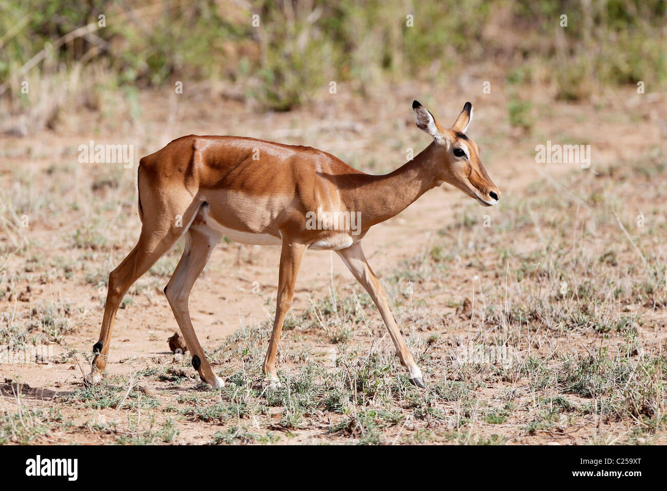 A female Impala in the Samburu National Reserve, Kenya Stock Photo - Alamy
