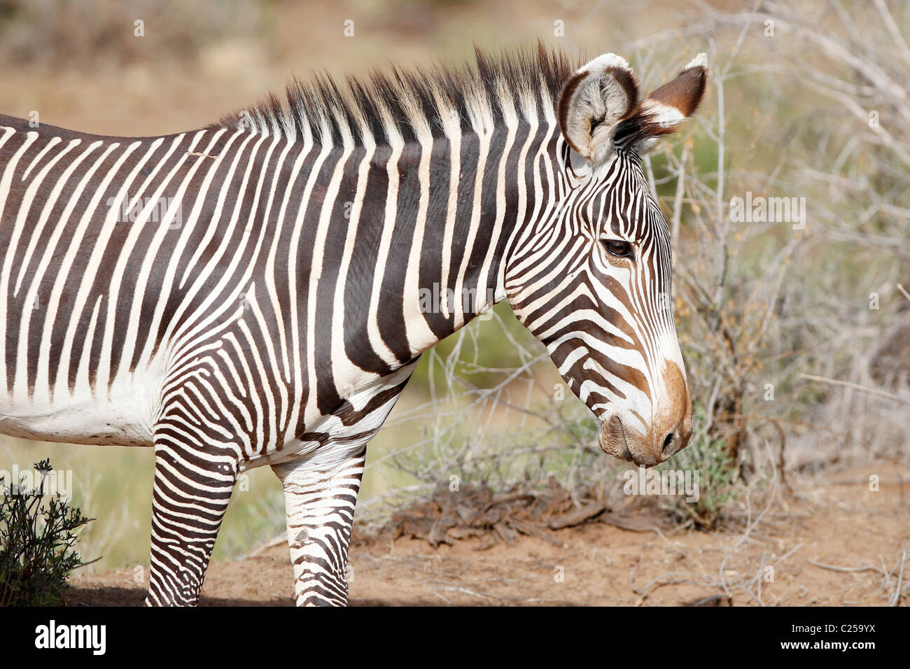 A Grévy's Zebra in the Samburu National Reserve, Kenya Stock Photo - Alamy