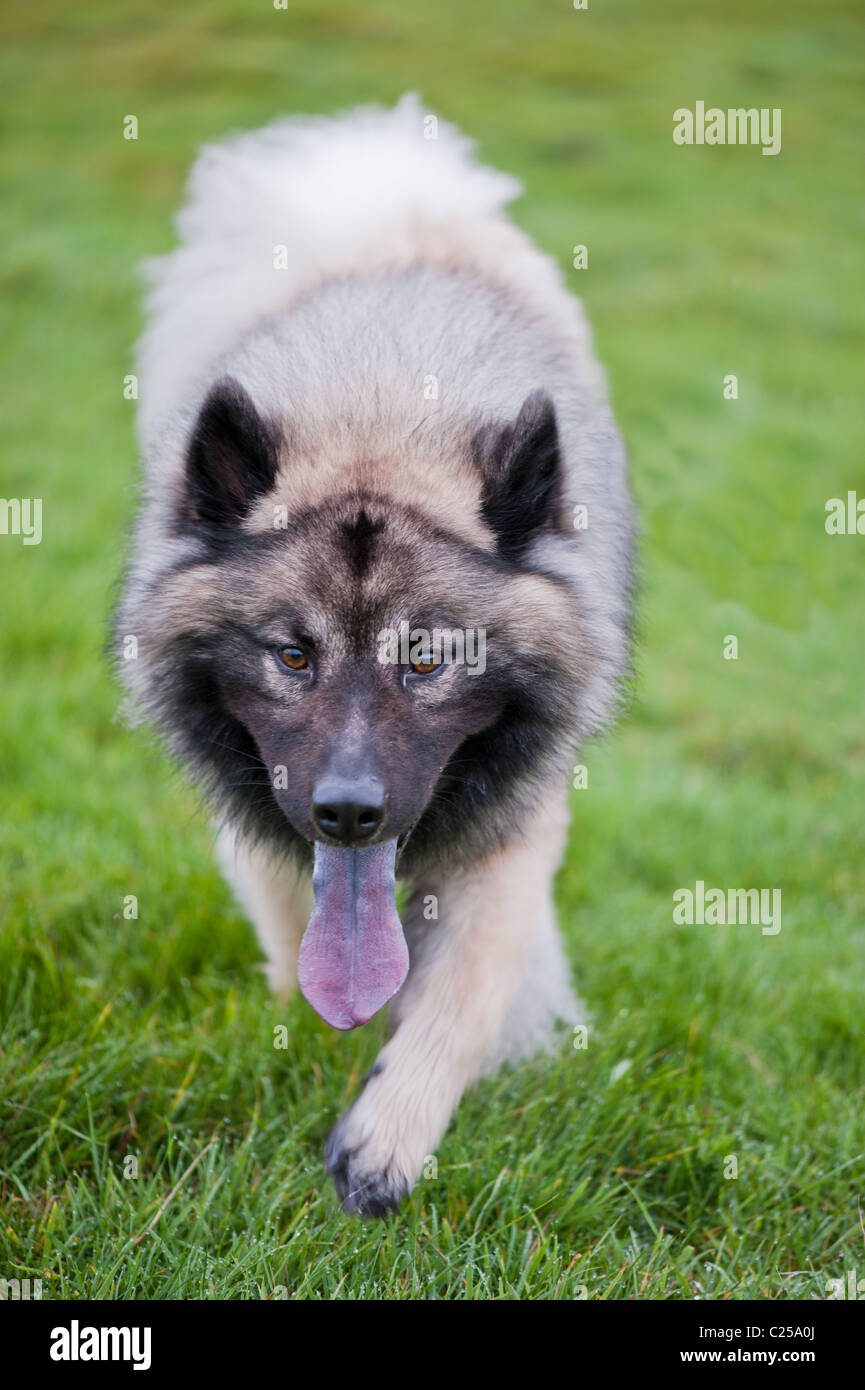 Wolf chow hi-res stock photography and images - Alamy