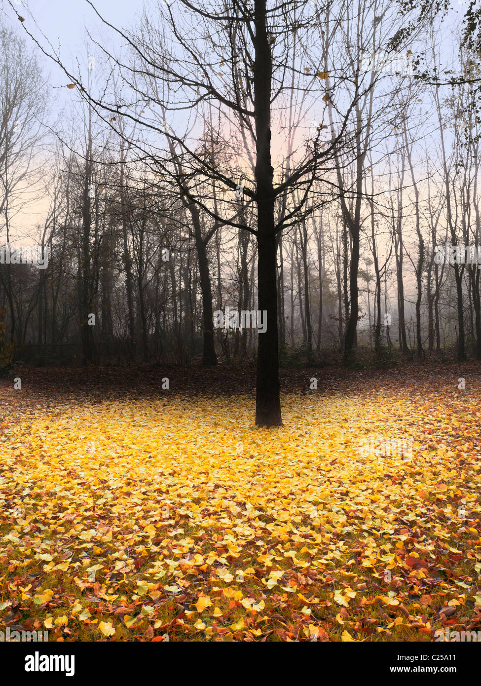 fog and mist Stock Photo - Alamy