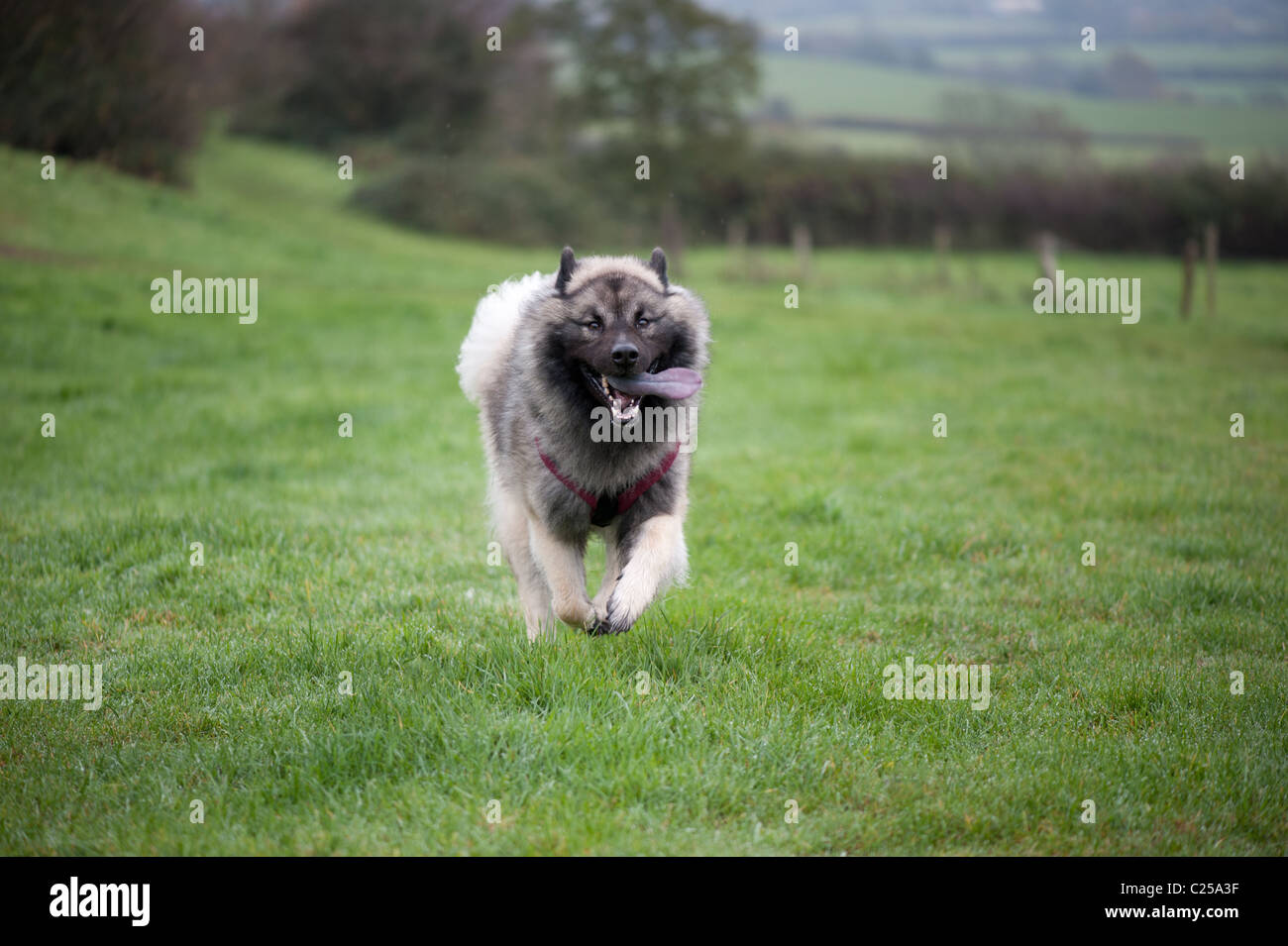 Wolf pack running hi-res stock photography and images - Alamy
