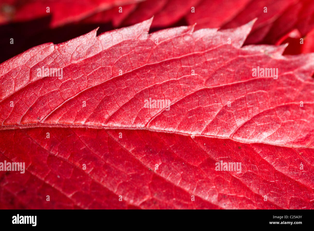 Bright red autumnal leaf Stock Photo - Alamy