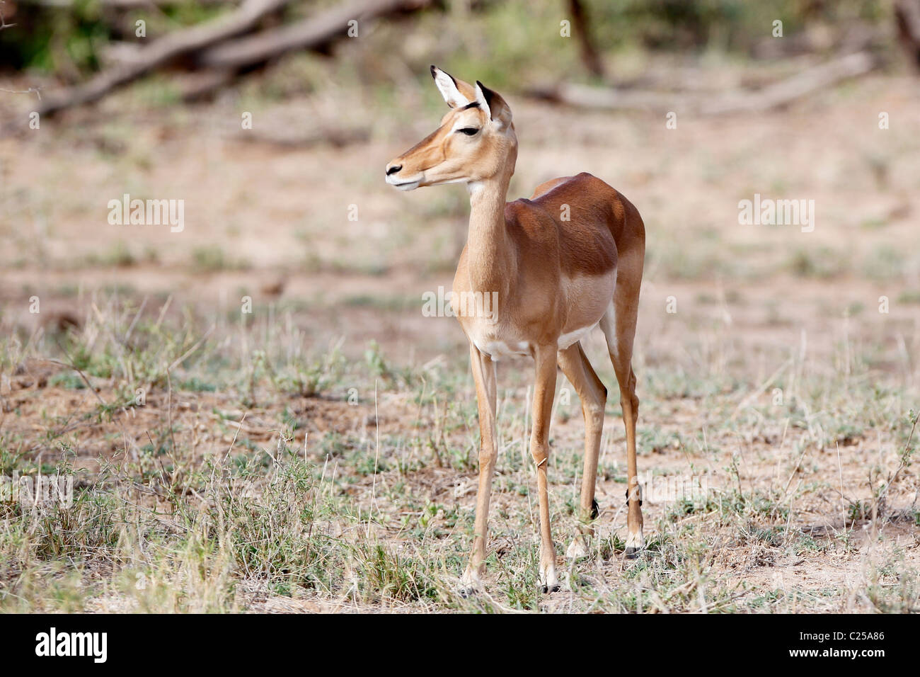 A female Impala in the Samburu National Reserve, Kenya Stock Photo - Alamy