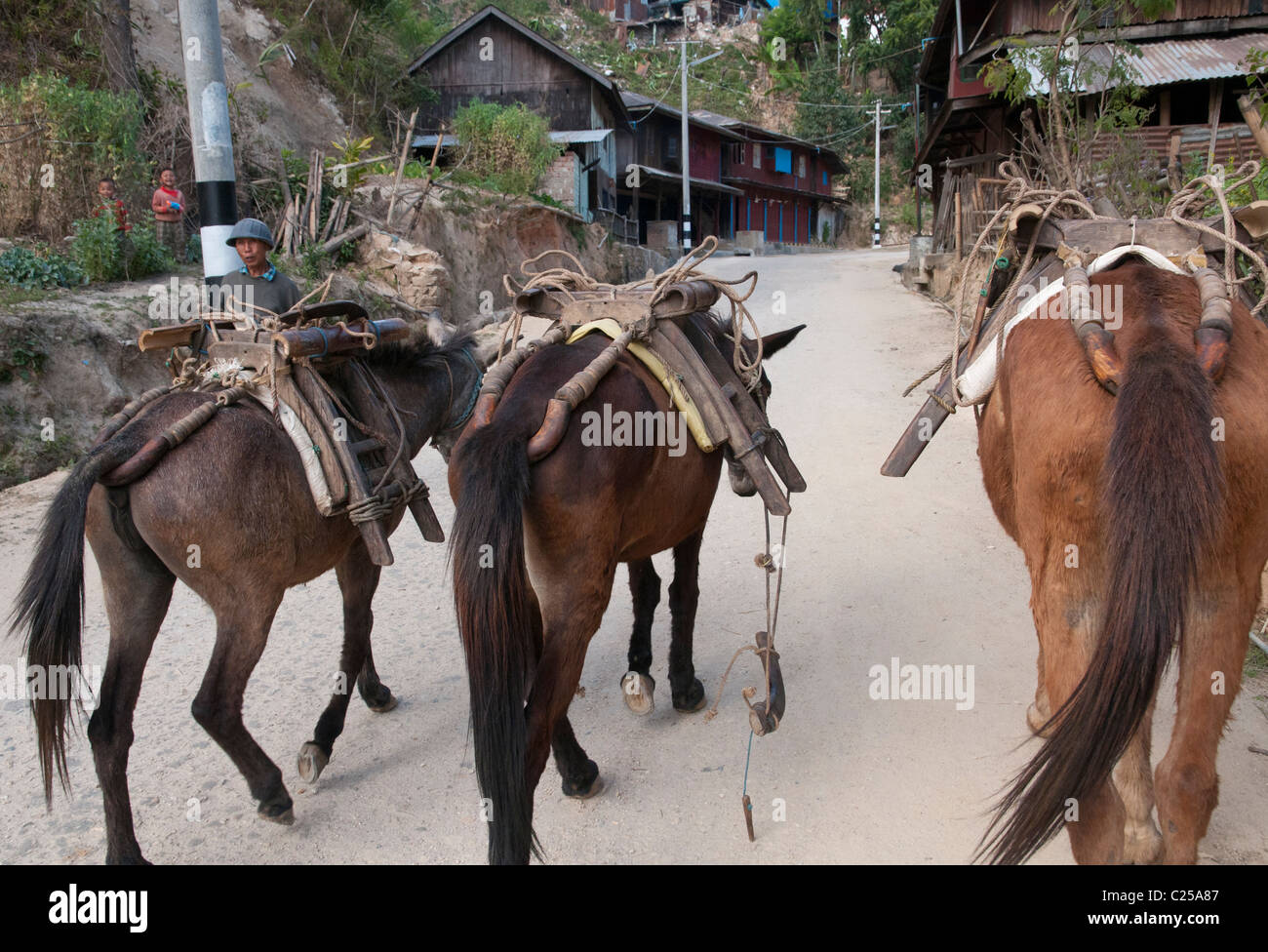 mules in the streets of Nahmsan town. Northern Shan State. Myanmar ...