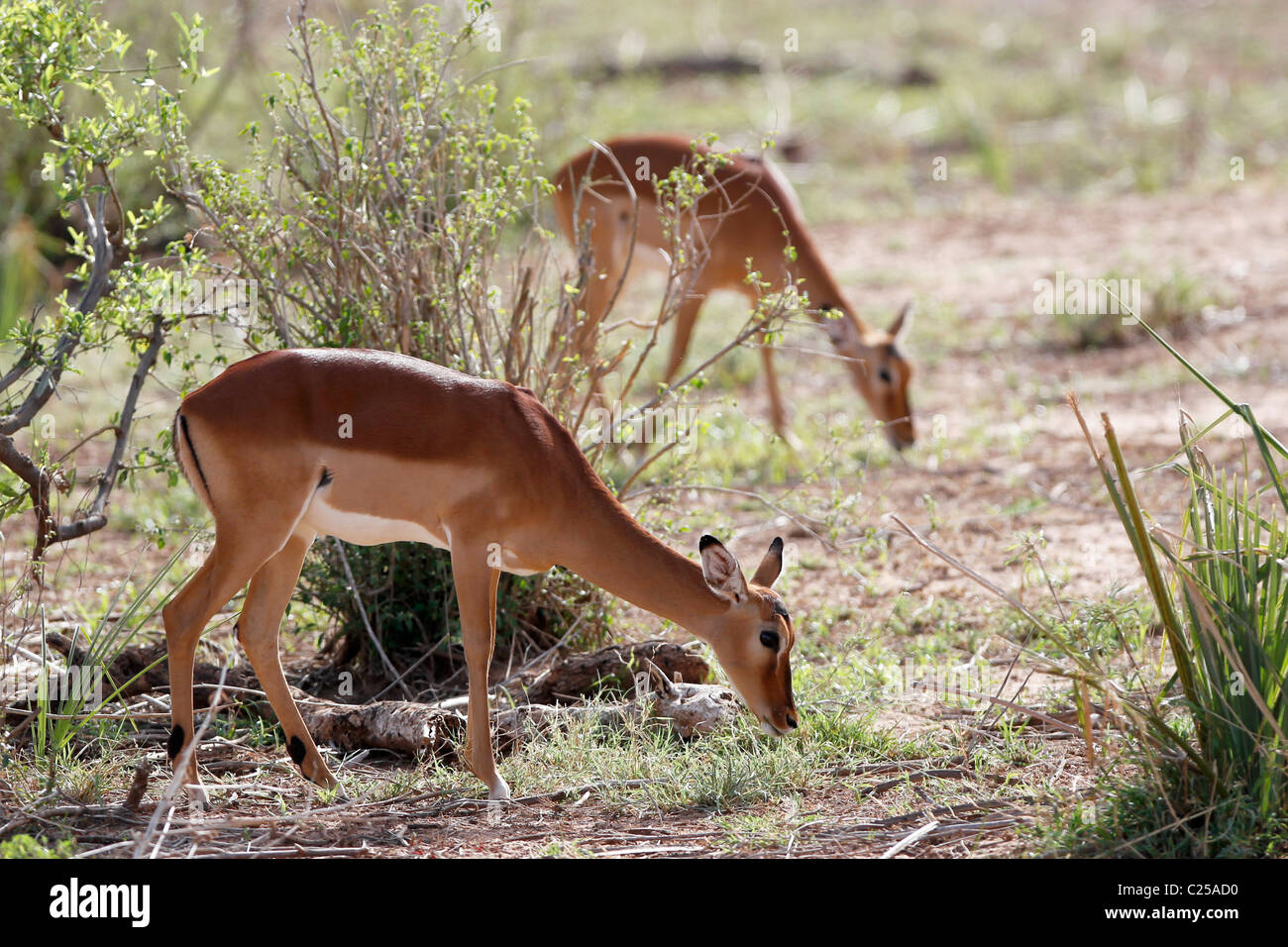 Two female Impala in the Samburu National Reserve, Kenya Stock Photo ...