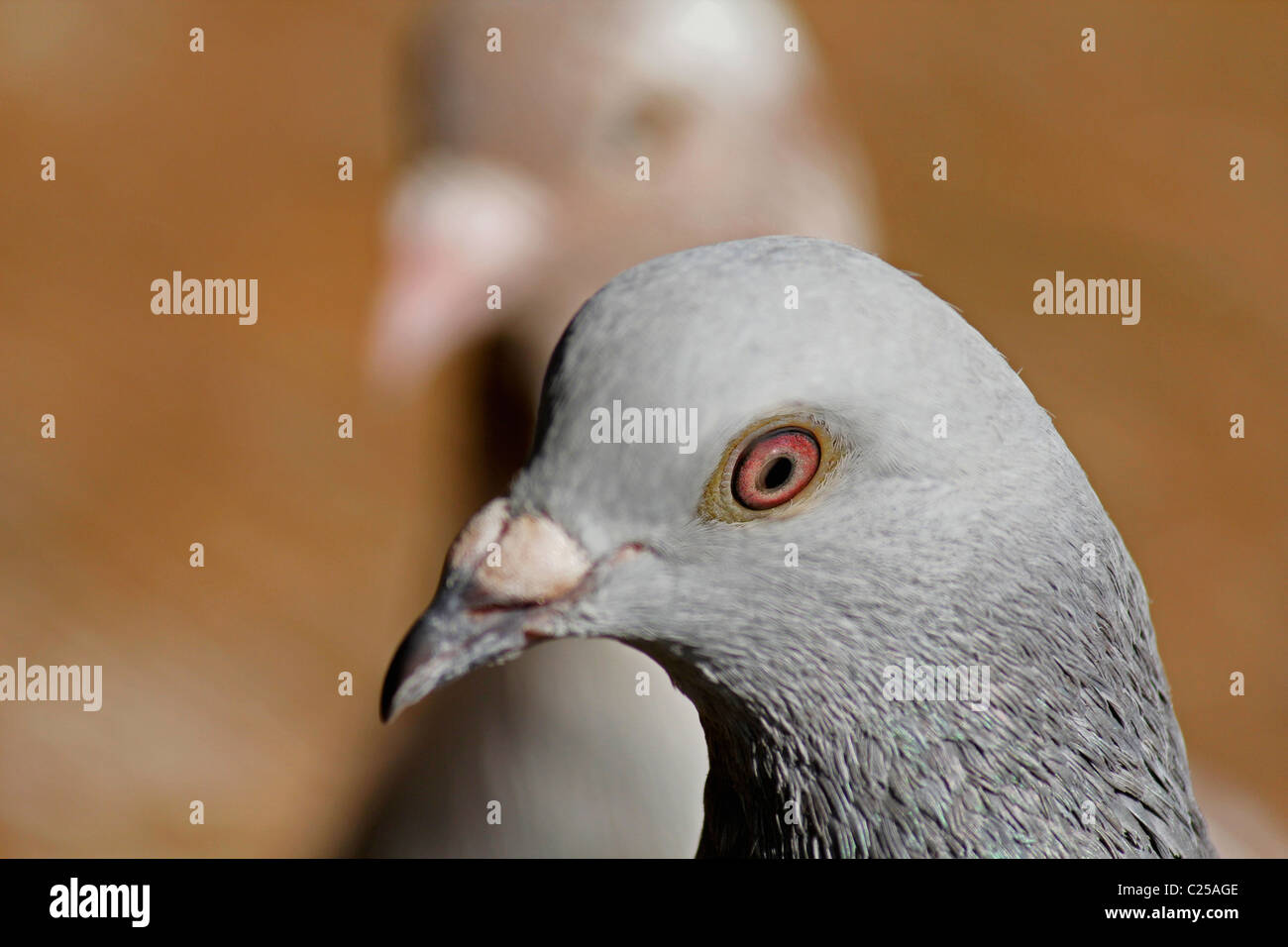 Rock Dove, Columba livia, India Stock Photo - Alamy
