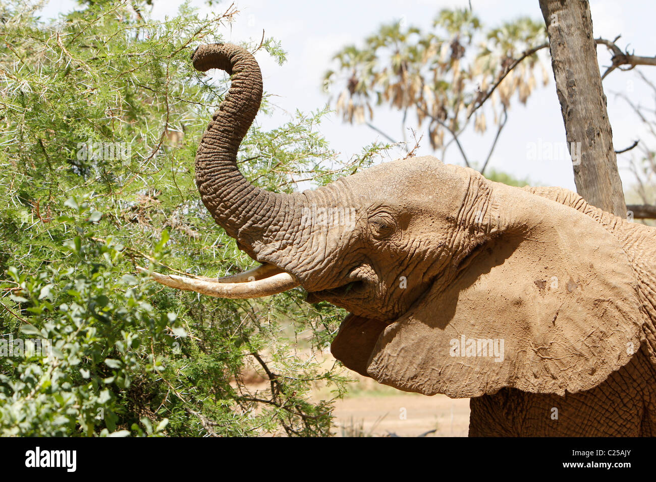 Elephant eating vegetation hi-res stock photography and images - Alamy