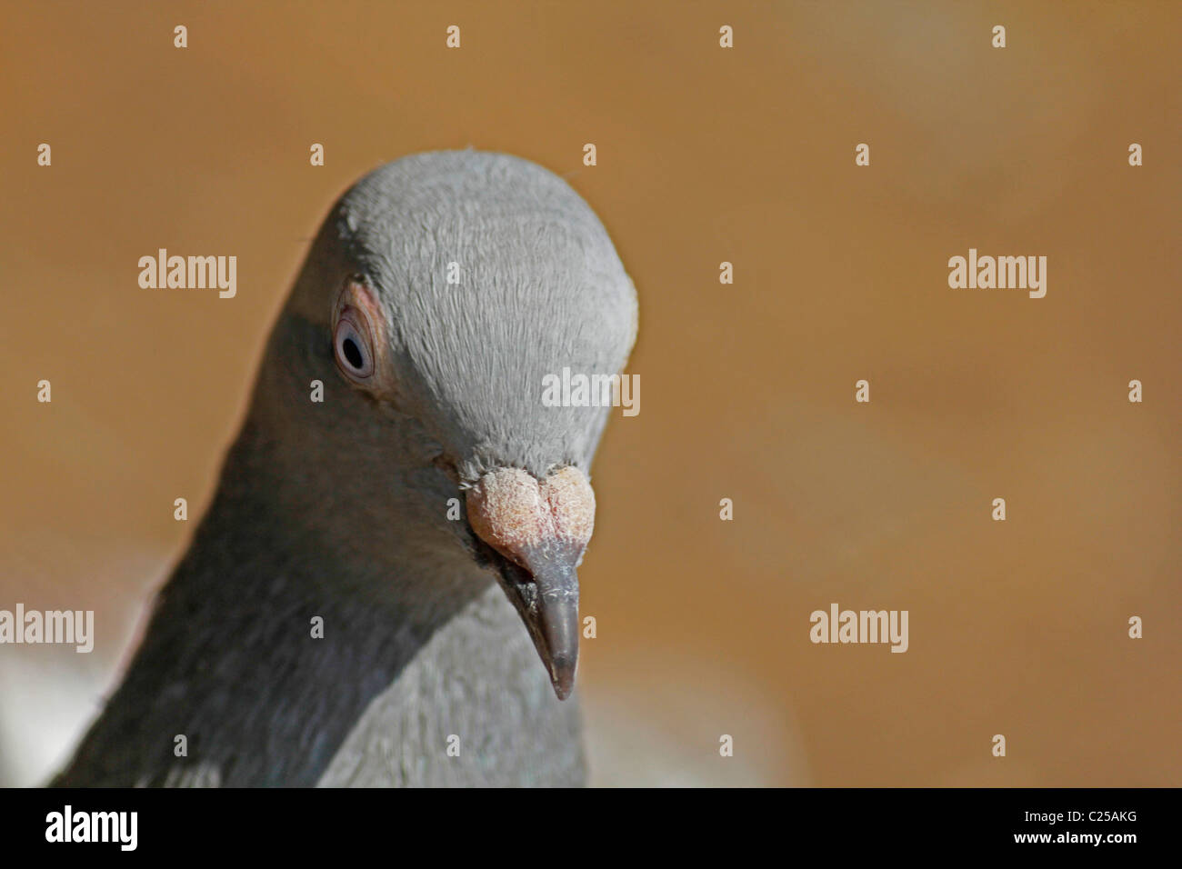 Livia Family High Resolution Stock Photography and Images - Alamy