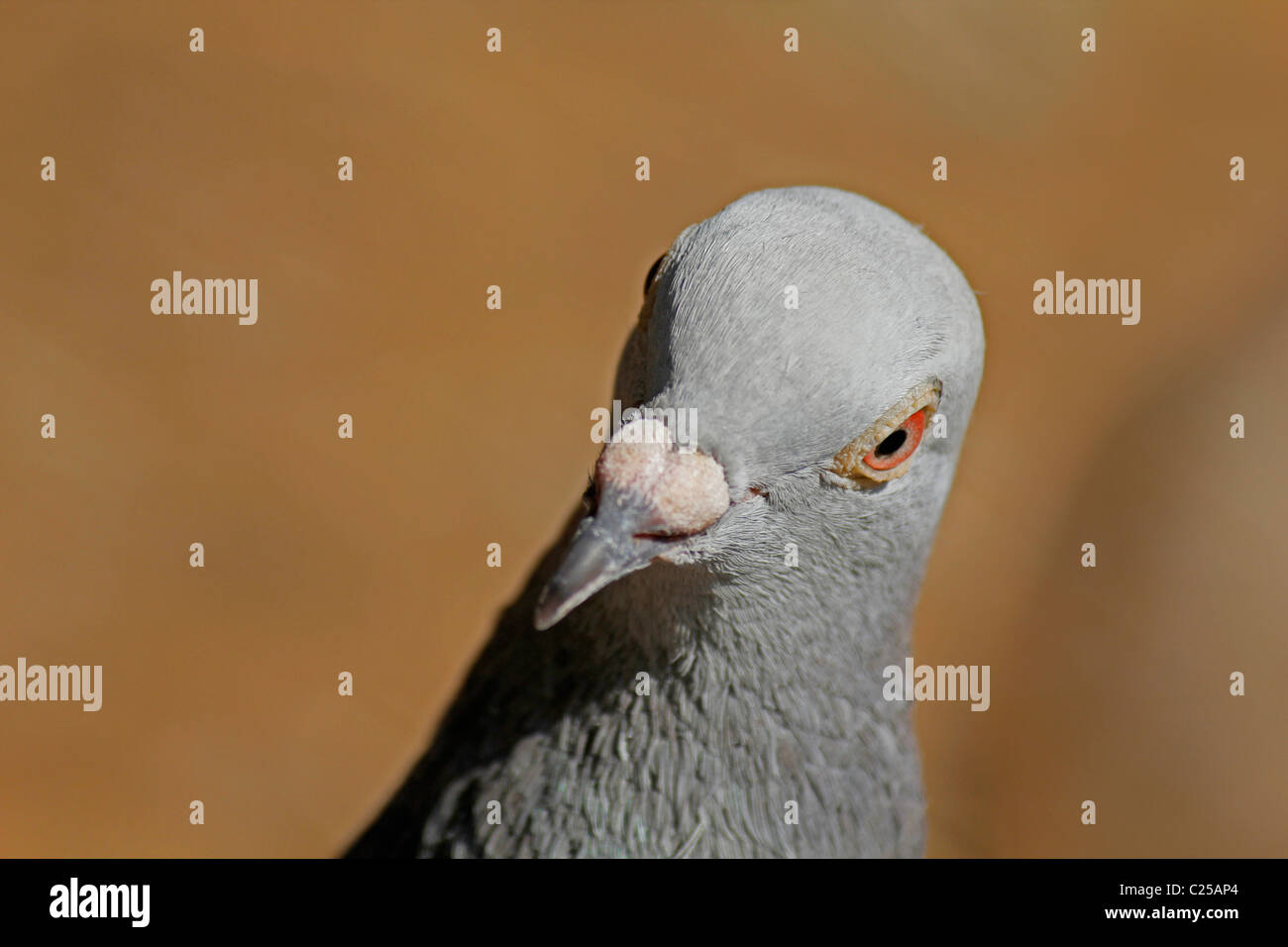 Rock Dove, Columba livia, India Stock Photo - Alamy
